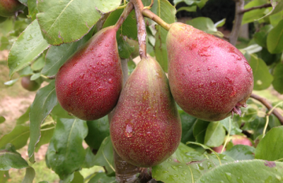 Scottish Heritage Fruit Trees